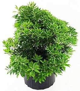 Amazon.com: Pieris jap. 'Compacta' (Compact Japanese Andromeda ...