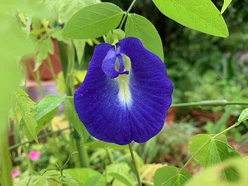 Plantooo Butterfly Pea Seeds for Planting Outdoors - 40 Seeds ...