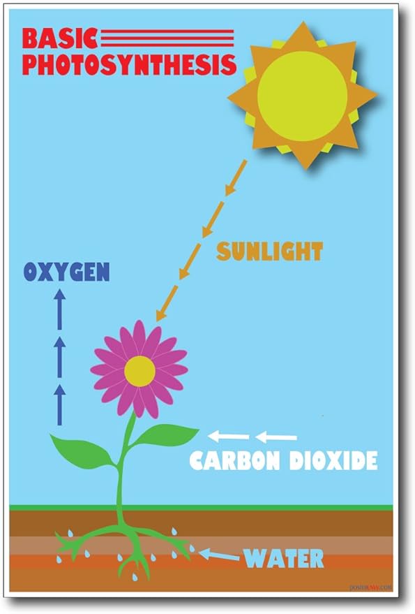 Amazon.com: Photosynthesis - NEW Science Poster: Office Products