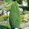 Common Juniper Seeds Juniperus Communis Plant of Merit Showy Evergreen ...