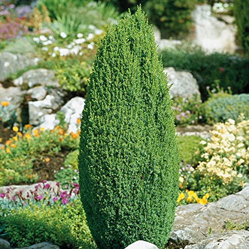 Common Juniper Seeds Juniperus Communis Plant of Merit Showy Evergreen ...