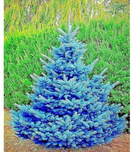 Arbusto De Picea Azul Enano