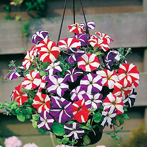 Seeds4planting - 500 Seeds Petunia Starfall F1 Rainbow Mix Indoor ...