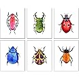 Amazon.com: Colorful Insect Wall Art Prints,Ladybug Beetle Art Poster ...