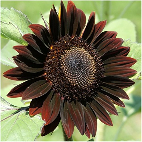 Package of 40 Seeds, Chocolate Sunflower (Helianthus annuus) Non-GMO ...