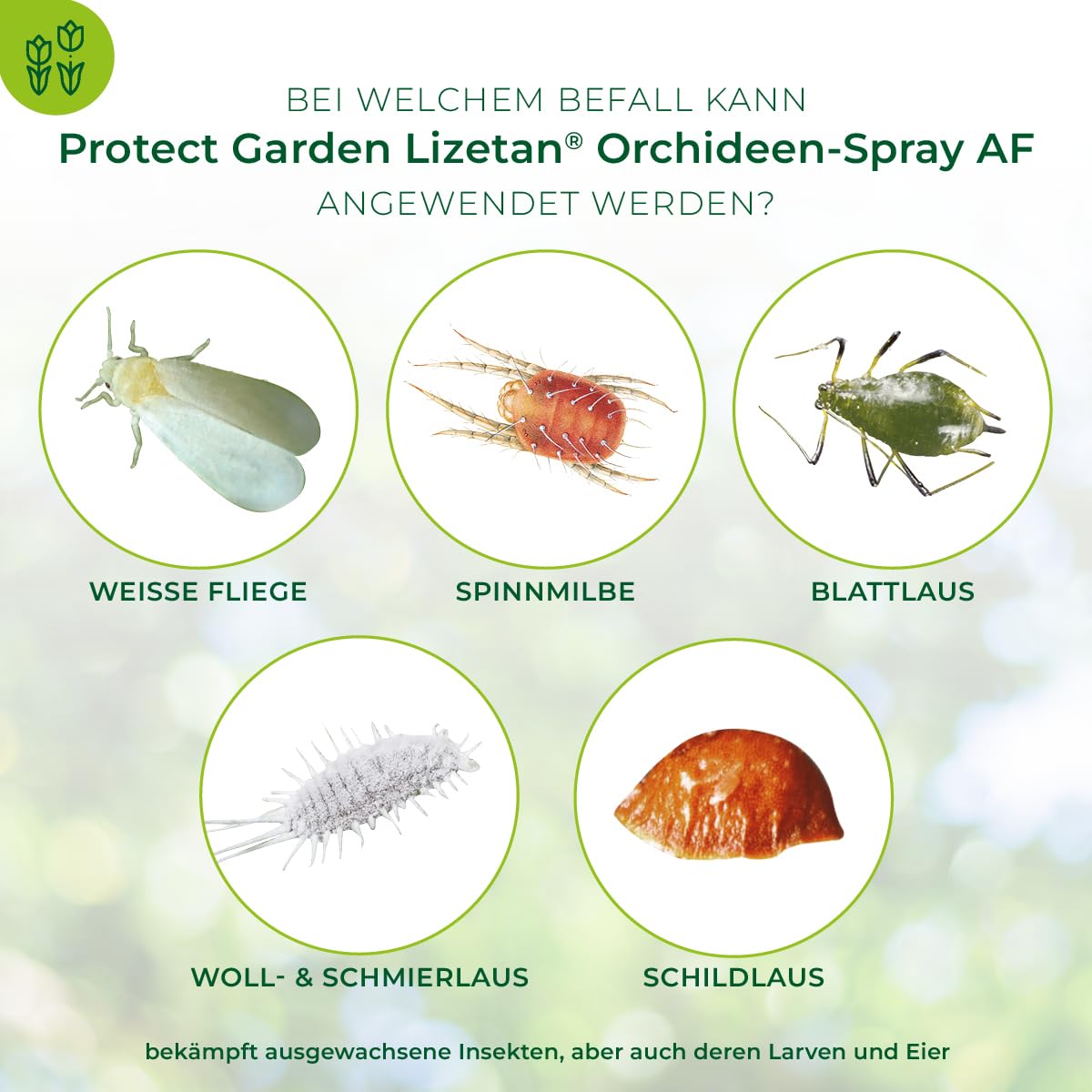 Mua PROTECT GARDEN Lizetan Orchid Spray AF - 500ml Spray Bottle - For ...