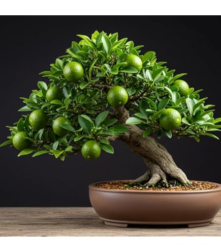 Lime Tree Bonsai