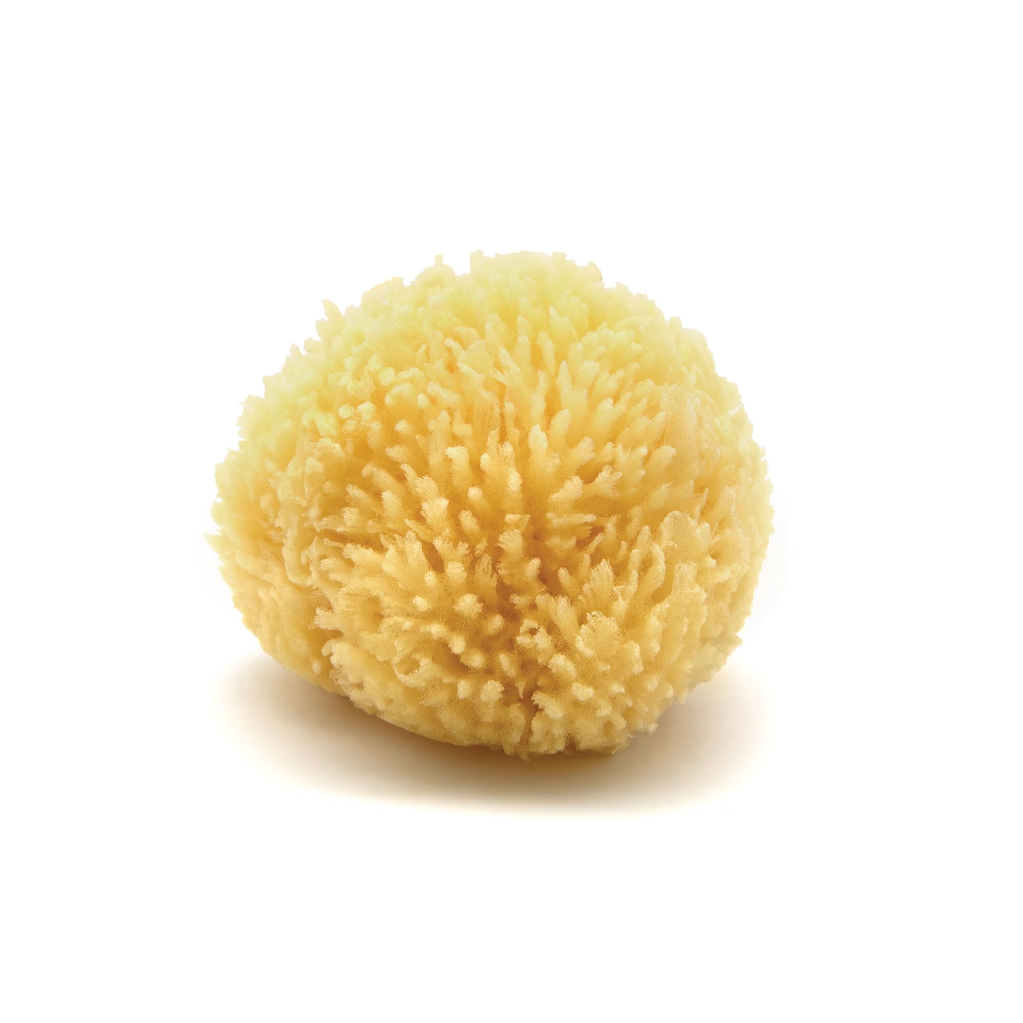 Mua Neptune Caribbean Sea Sponge, Hand Cut, Small, Approx. 4-5 inches ...