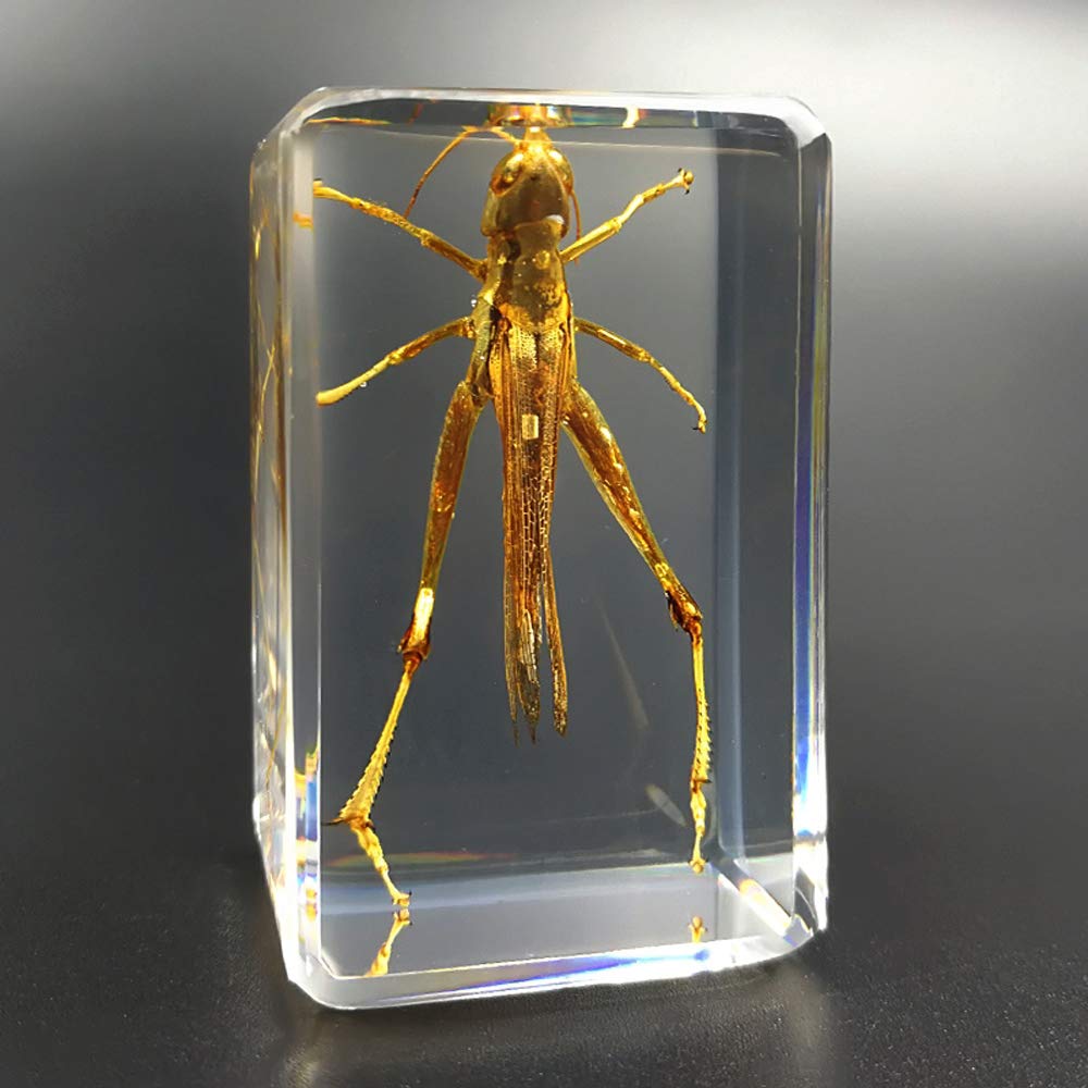 Insect Specimen Giant Insect Paperweight Taxidermy Specimen Insect ...