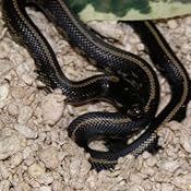 Megazorb Animal Bedding 85 Litres: Amazon.co.uk: Pet Supplies