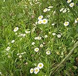 Kalimeris - How to grow & care