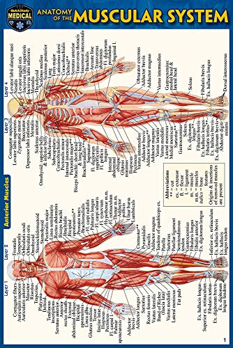 Anatomy of the Muscular System (Pocket-Sized Edition - 4x6 Inches ...