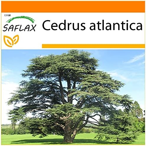 Garden in The Bag - North African Atlas Cedar - 20 Seeds - Cedrus ...