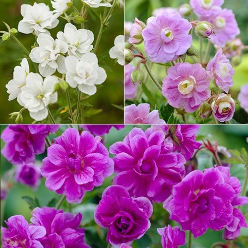Hardy Geranium Double Flowered Collection Plants (3 Pieces): Amazon.co ...