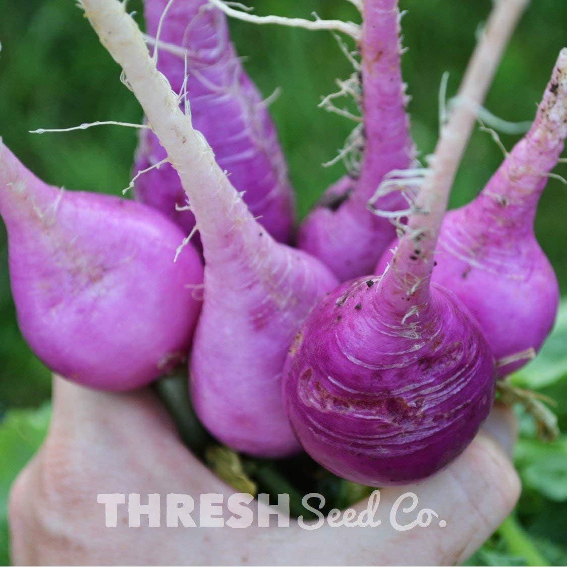 Amazon.com : Purple Plum Radish - 150 Seeds : Garden & Outdoor
