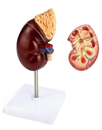 QWORK Life-Size Kidney Model, Divided into 2 Parts Showing Internal ...