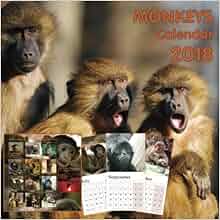 Monkeys calendar 2018: Monkey Calendar: 9781981637270: Amazon.com: Books