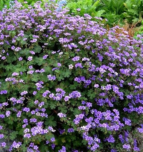 Geranium pyrenaicum Bill Wallis - 3 x 9cm plants: Amazon.co.uk: Garden ...