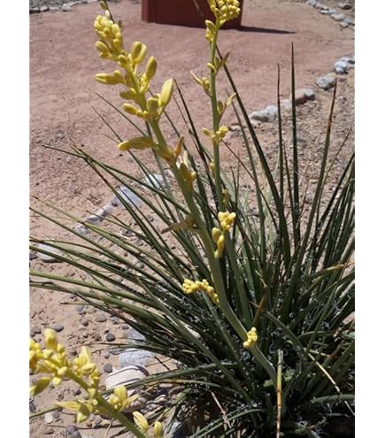 Yellow Yucca Flower