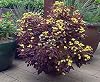 Fire Fern - Oxalis hedysaroides Rubra - 2.5" Pot in Oman | Whizz Flowers