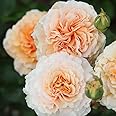 Amazon.com : Heirloom Roses Rose Plant - Welsh Gold™ Orange Rose Bush ...