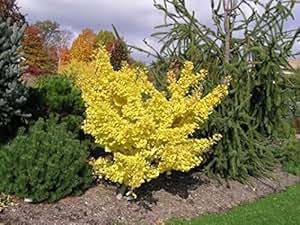 Amazon.com: DWARF GINKGO TREE - Ginkgo biloba ‘Todd's Dwarf’ - 1 - YEAR ...