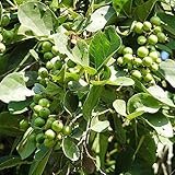 ROOKHRAJ PAUDHSHALA Gunda Live Plant, Bhokar, Lasora, Gardentia,गुंदा ...