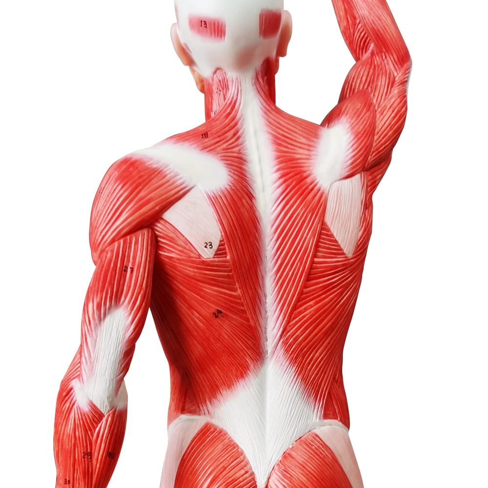 Mua EVOTECH Human Muscle Model-20" Miniature Muscular System Model ...