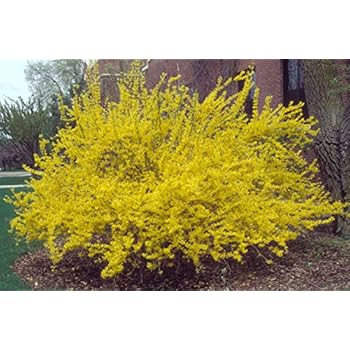 Amazon.com : (1 Gallon Plant) Forsythia " Spring Glory" Stunning ...