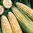Amazon.com : Park Seed Variety of Corn Seeds, Non-GMO Vegetable Seeds ...