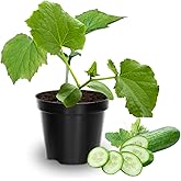 Amazon.com : 2 Green Cucumber Plants Live, 4 Inches Pot, Live Cucumber ...
