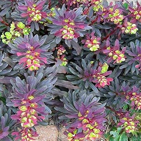 Euphorbia amygdaloides 'Purpurea' 15 Seeds, Purple Wood Spurge ...
