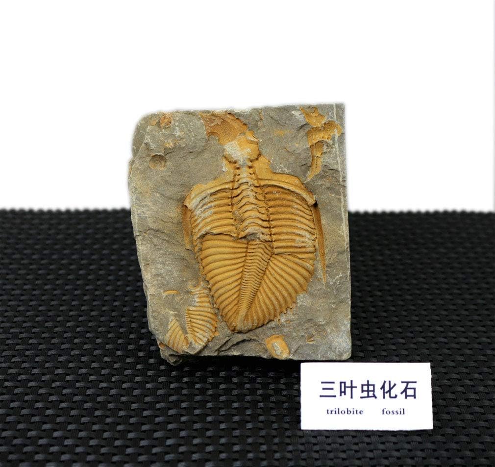 shootingtoy Real Trilobite Fossil Come from Western Hunan of China 450 ...