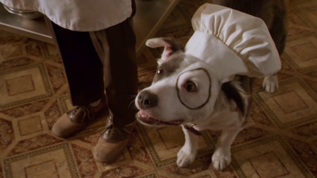 What Kind Of Dog Was Petey From Little Rascals