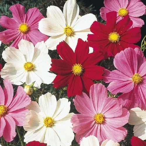 Cosmos 'Royal Dwarf Mix' / Compact Shape and Large Flowers All Summer ...
