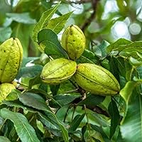 Amazon.com : 2 Pecan Trees - 6-12" Tall Live Plants - Hardy Pecan Nut ...