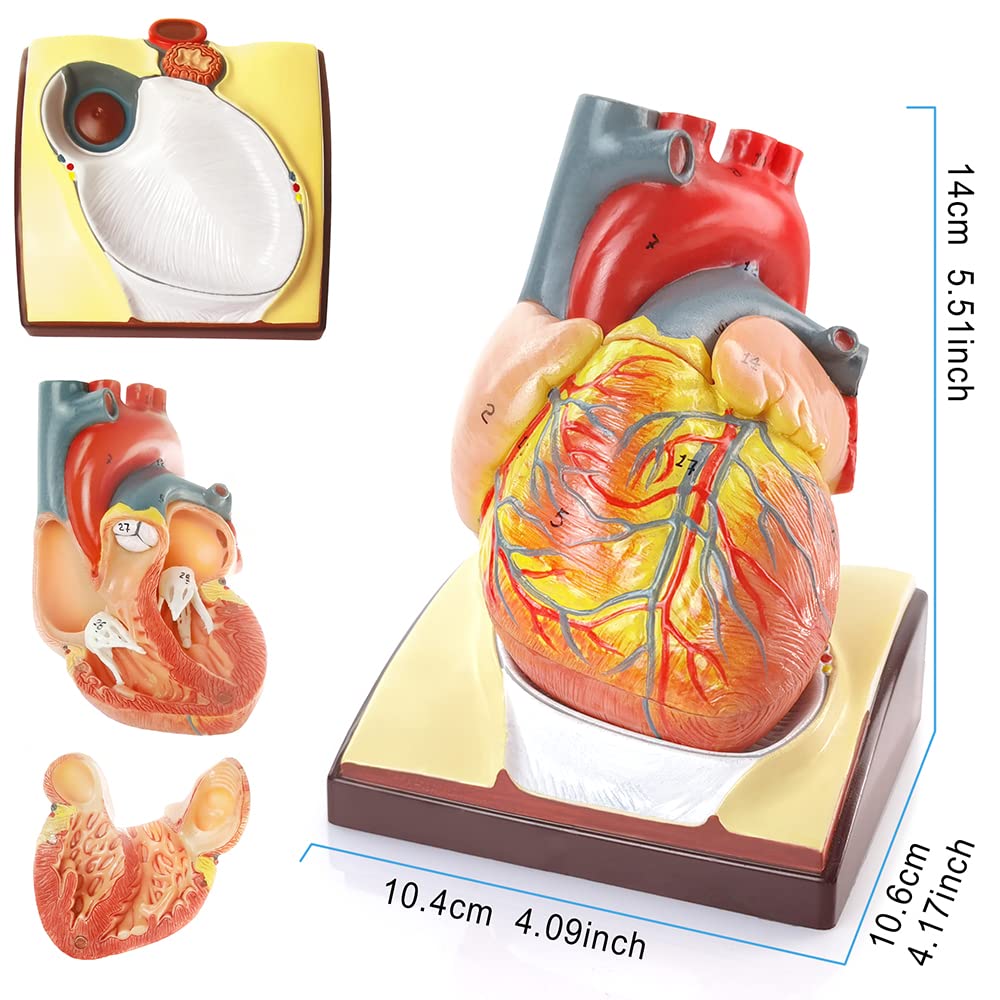 Mua HADWYN Human Heart, Torso, and Skeleton Models - Hands-On 3D Model ...