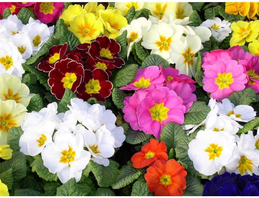 Primel acaulis, Mix Set - Frühlingsboten im Farbmix, Kissen-Primel ...