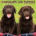 Amazon.com: Willow Creek Press, Just Chocolate Lab Puppies 2025 Wall Calendar : Willow Creek ...