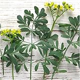 Ruta graveolens - How to grow plants