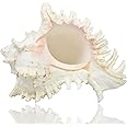 Amazon.com: TaoQ C Large Natural Sea Shells, Murex Ramosus shells, Huge ...