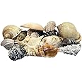 Amazon.com: US Shell, Large World Mixed Shells, 1 Kilo Weight : Home ...