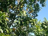 Lucuma - How to grow & care