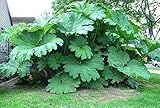 Gunnera - How to grow & care