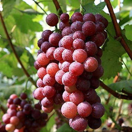 Amazon.com : Red Flame Seedless Grape Vine : Garden & Outdoor