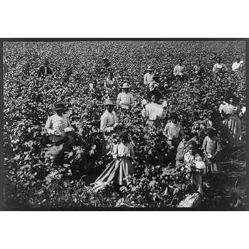 Amazon.com: Infinite Photographs Photo: in a Cotton Field, African ...