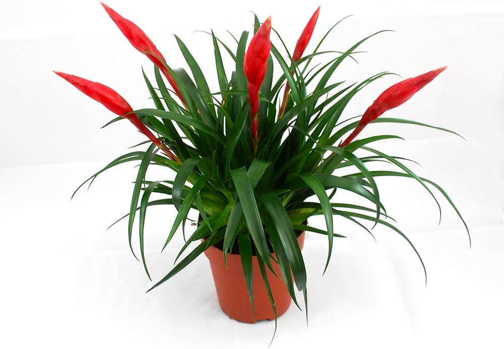 VRIESEA MULTIFLORA ASTRID, Vriesea multiflora, Vrisea, Bromelia, Astrid ...