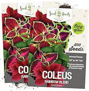 Amazon.com: Seed Needs, Rainbow Coleus Mix (Coleus blumei) Twin Pack of ...