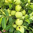 Amazon.com : No CA, Kilo Guava Tree Live Plant, 2-3 Ft Fruiting ...