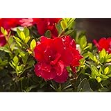 Amazon.com : Encore Azalea Autumn Bonfire (1 Gallon) Red Flowering ...